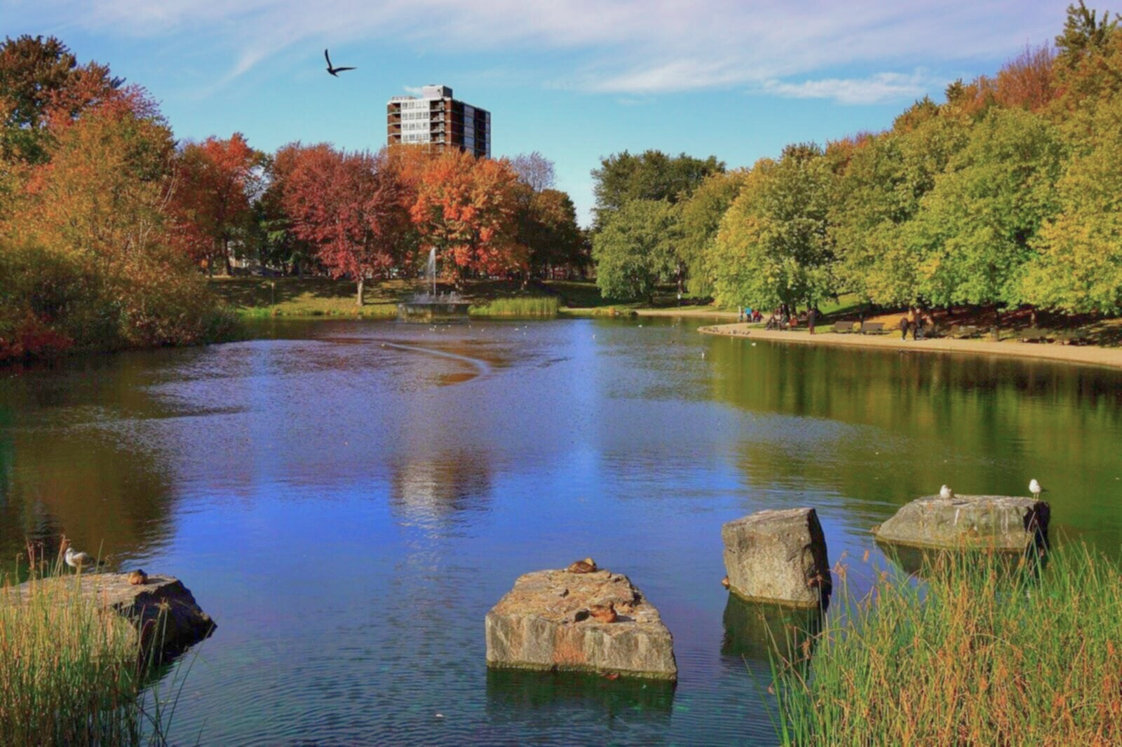 Comment le parc La Fontaine influence le prix de votre maison dans le ...
